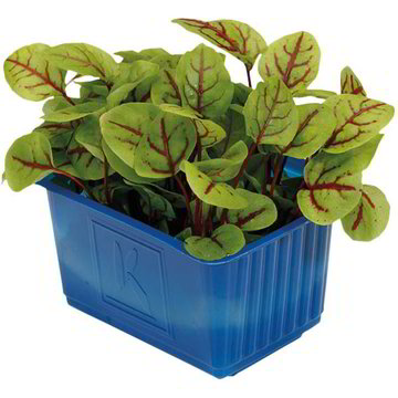 Vendita CRESCIONI VENE CRESS e all'ingrosso. Quarta gamma all'ingrosso ...