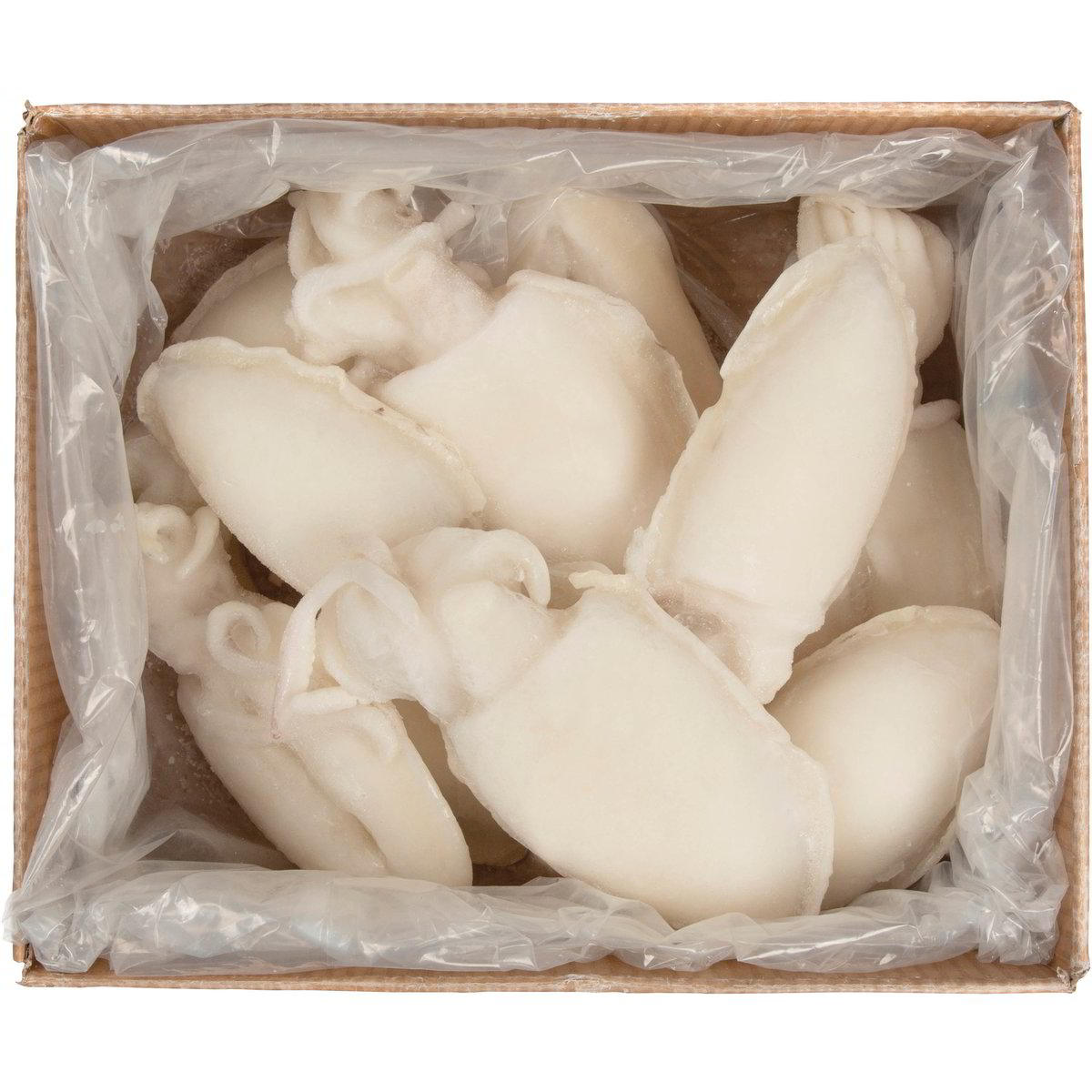 Vendita SEPPIA INDOPACIFICO (300/500) GL.30% IQF CONG. all'ingrosso ...