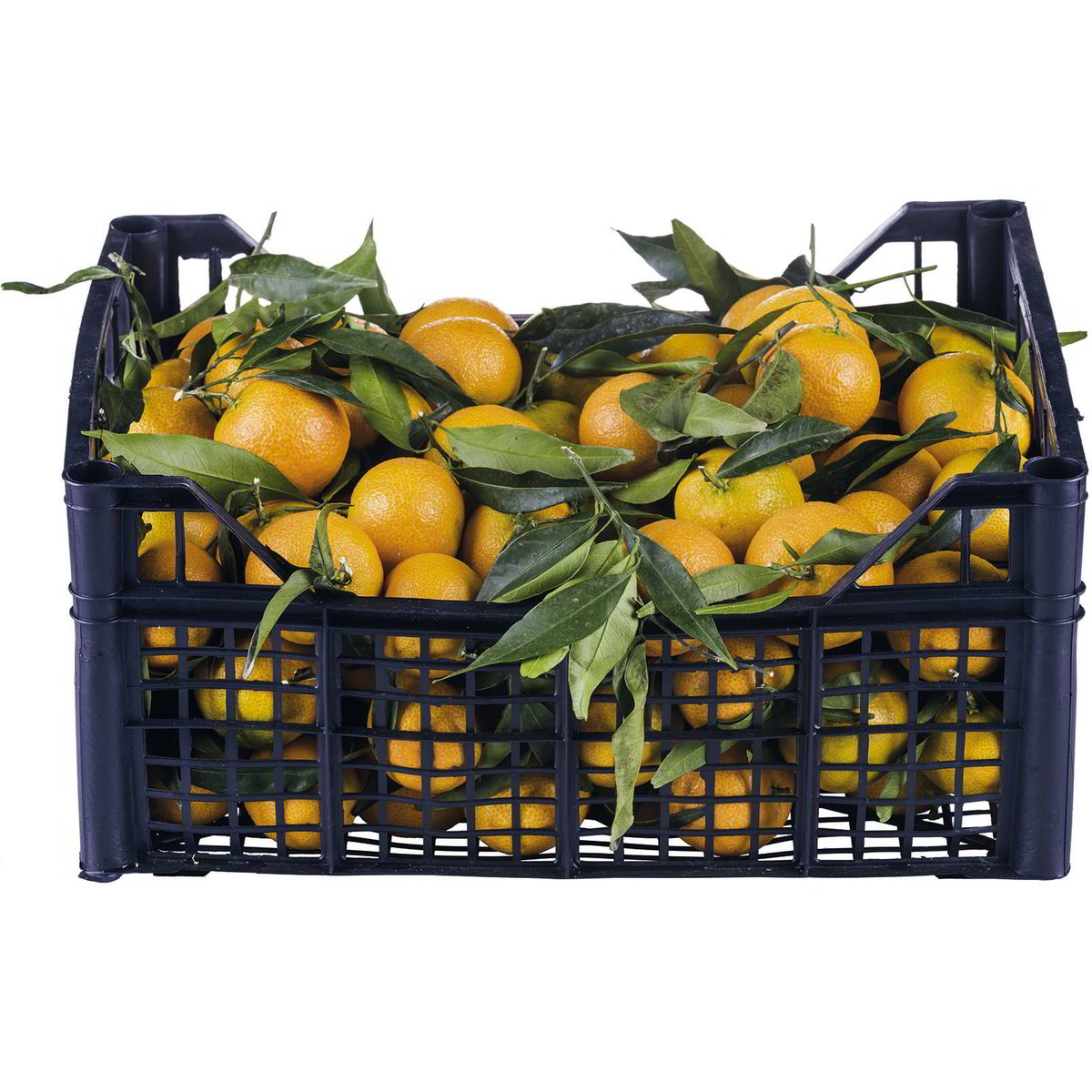 Vendita CLEMENTINI FOGLIA CAT. 1 CAL. 3/4 all'ingrosso. Clementini all ...