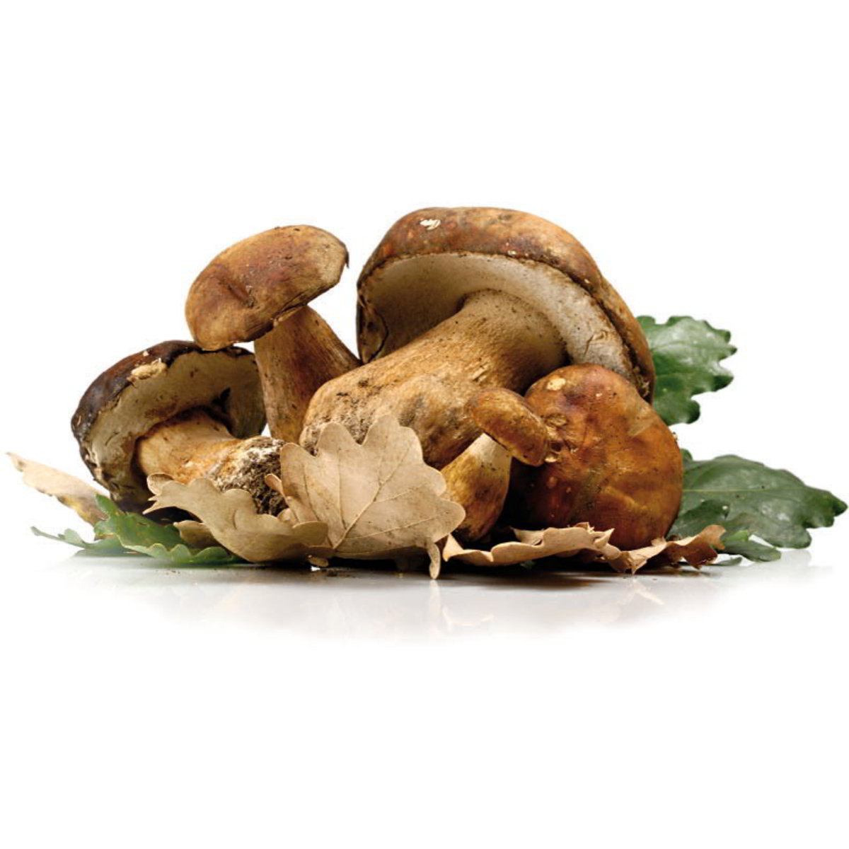 Vendita FUNGHI PORCINI FRESCHI CAT. 1 BOSNIA - ERZEGOVINA 1 KG all ...