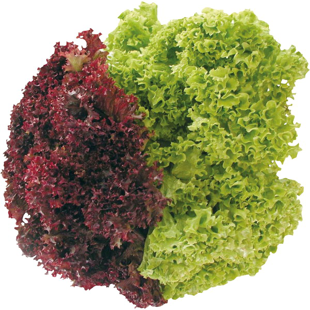 Vendita INSALATA LOLLO e all'ingrosso. Insalata all'ingrosso - Zona