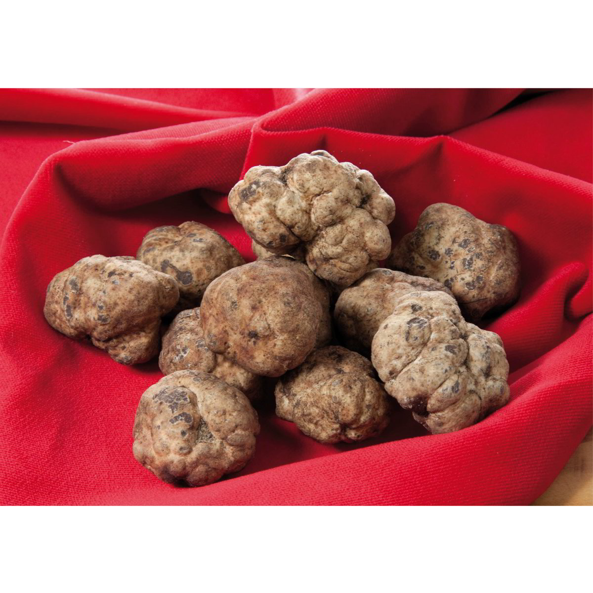 Vendita TARTUFO BIANCHETTO CAT. 1 TUBER ALBIDUM PICO ITALIA all ...