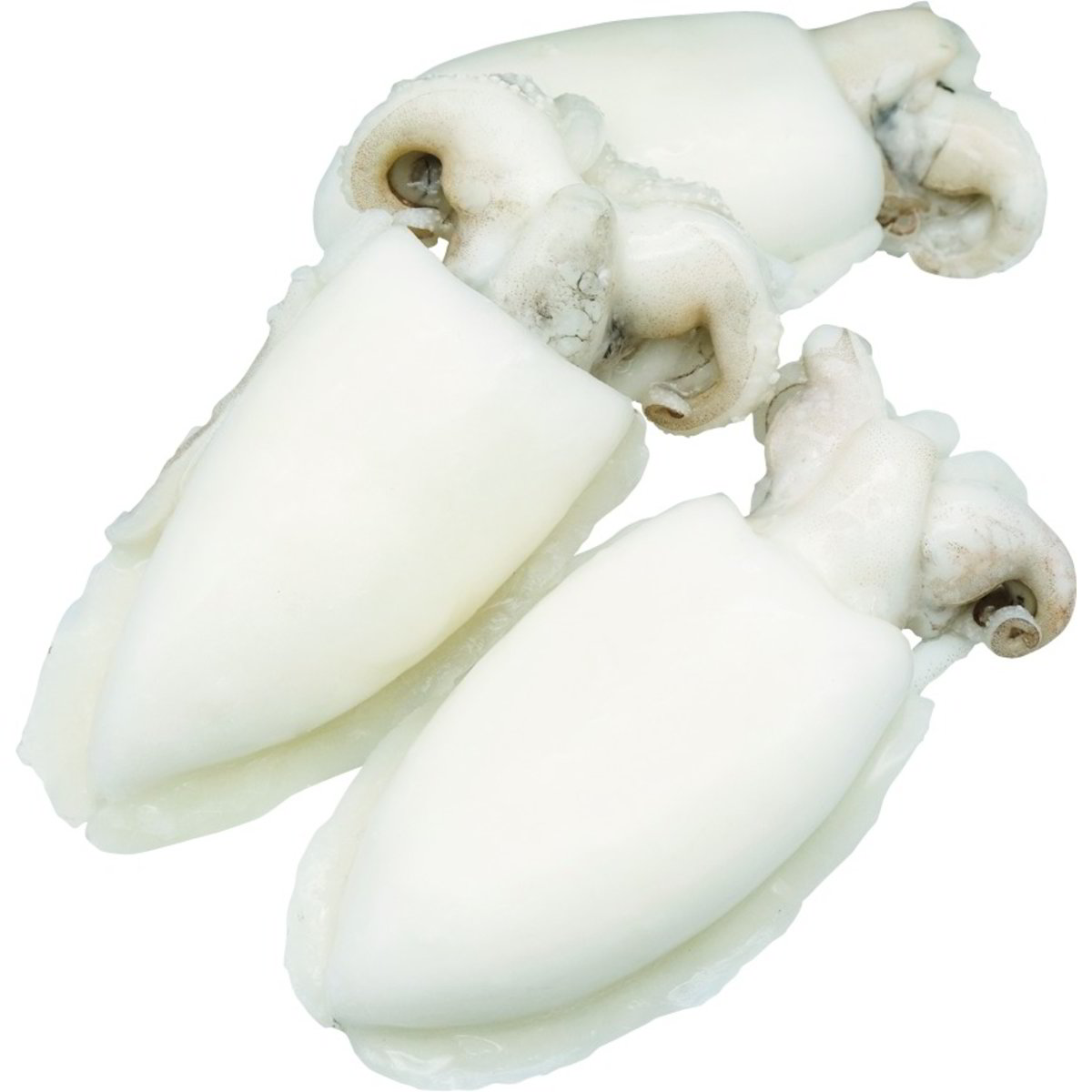 Vendita SEPPIA PULITA 500/1000 MAROCCO CONGELATA IQF all'ingrosso ...