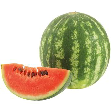 Vendita ANGURIA BABY e all'ingrosso. Cocomeri all'ingrosso - Zona