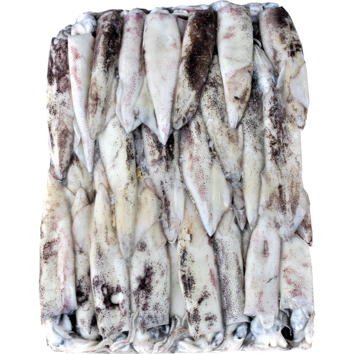 Vendita CALAMARO PATAGONICO C3 CONGELATO PESO NETTO (SENZA GLASSATURA ...