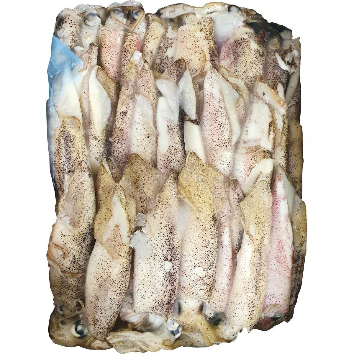 Vendita CALAMARI PATAGONICI C3 (14-16 CM) CONGELATI SURGELATI 5 KG ...