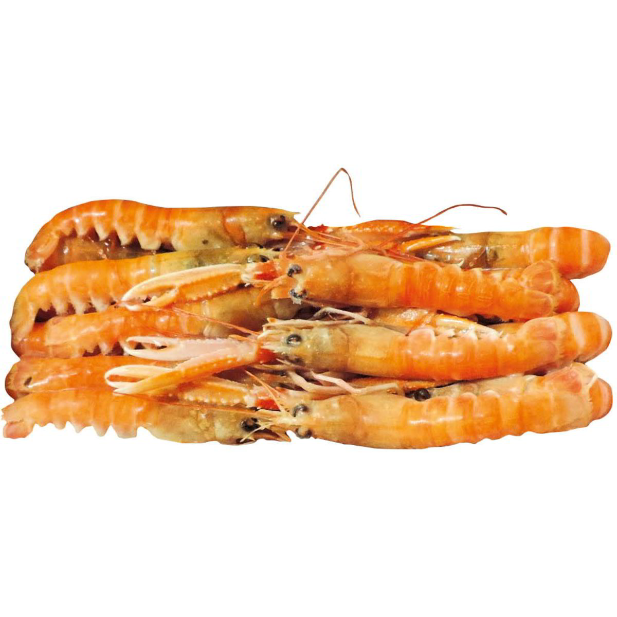 Vendita SCAMPI SCOZIA INTERI 4/8 CONGELATI PESO NETTO (SENZA GLASSATURA ...