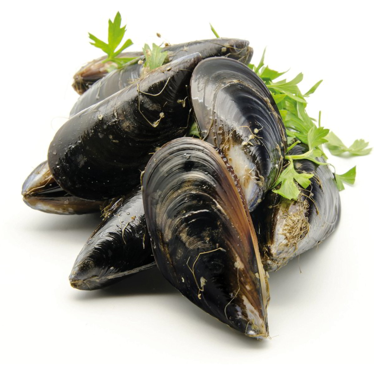 Vendita COZZE EXTRA ALLEVATE all'ingrosso. Frutti di mare freschi all ...
