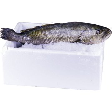 Vendita OMBRINA BOCCADORO 3000+ ALLEVATA CROAZIA all'ingrosso. Pesce ...