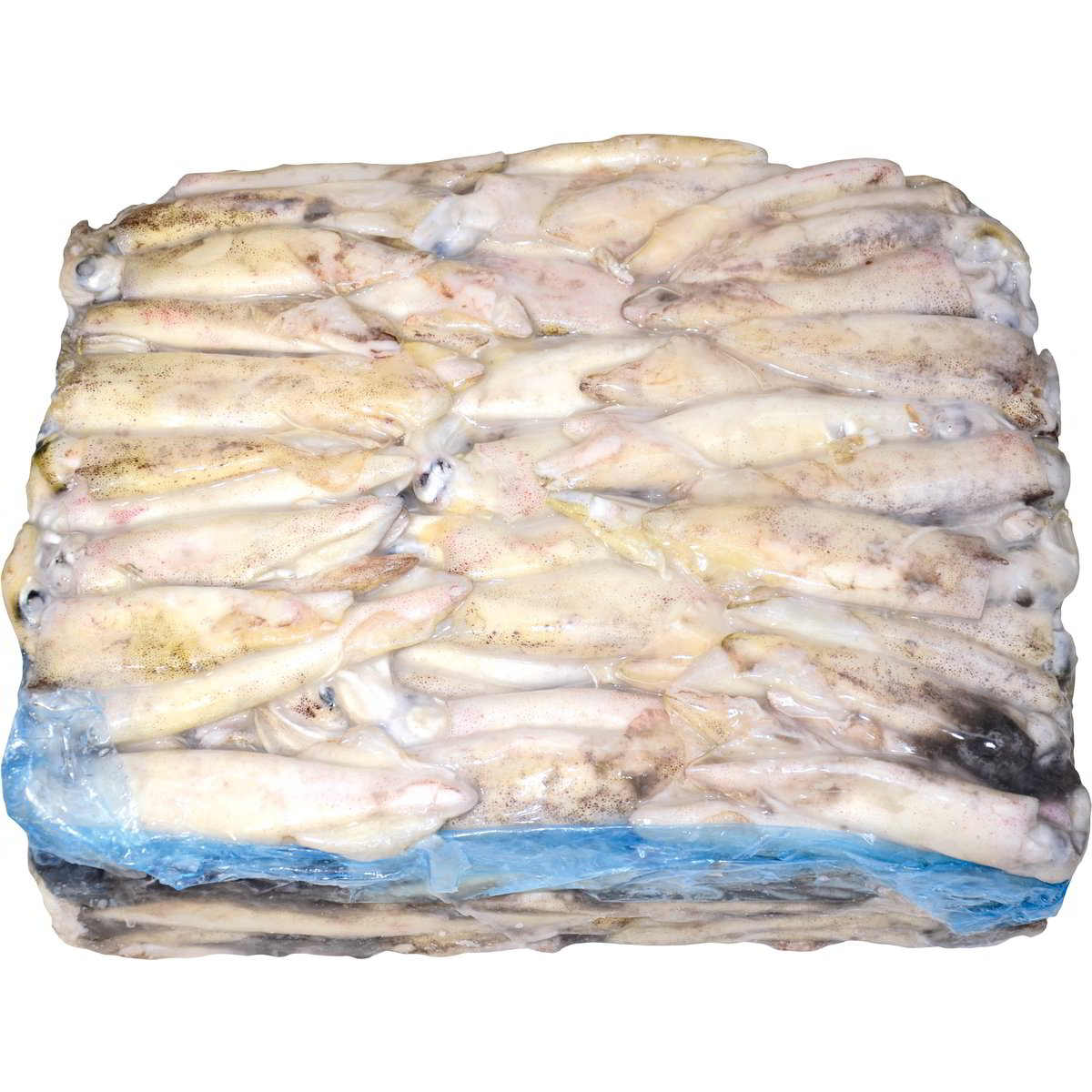 Vendita CALAMARI PATAGONICI C4(10-12CM) GL.0% CONGELATI 10 KG CIRCA all ...