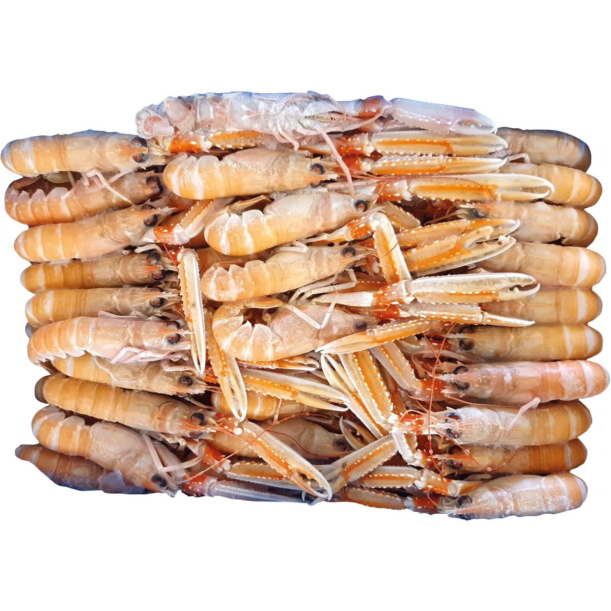 Vendita SCAMPI 41/50 IRLANDA CONGELATI A BORDO 3 KG CIRCA all'ingrosso ...