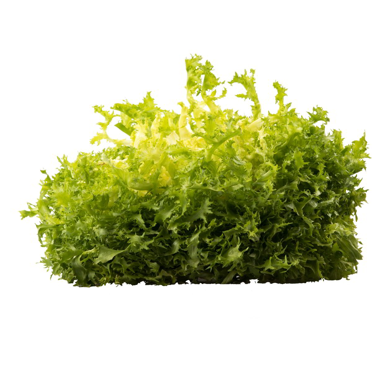 Vendita INDIVIA RICCIA all'ingrosso. Insalata all'ingrosso - Zona