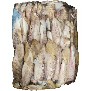 Vendita CALAMARI PATAGONICI C4 (10-12) CONGELATO SENZA GLASSATURA 5 KG ...