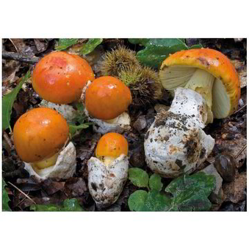 Vendita FUNGHI OVULI SEMIAPERTI CAT. II BOSNIA 1 KG all'ingrosso ...