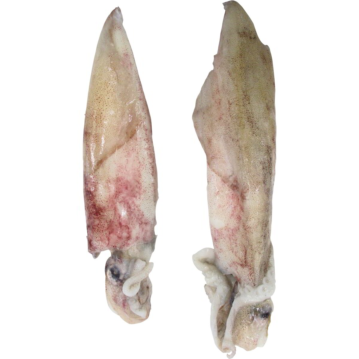 Vendita CALAMARI ATLANTICO "XL" SUD AFRICA CONGELATI PESO NETTO (SENZA ...