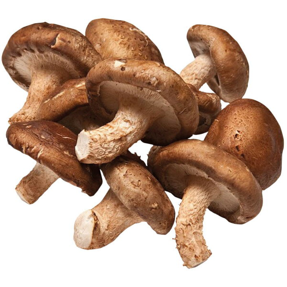 Vendita FUNGHI SHIITAKE CAT. 1 ITALIA 2 KG all'ingrosso. Funghi freschi ...